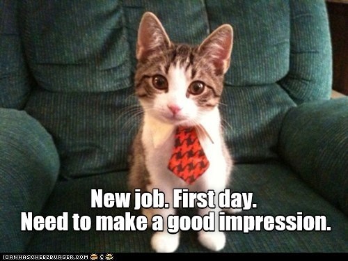 New job. First day. - Lolcats - lol | cat memes | funny cats | funny ...
