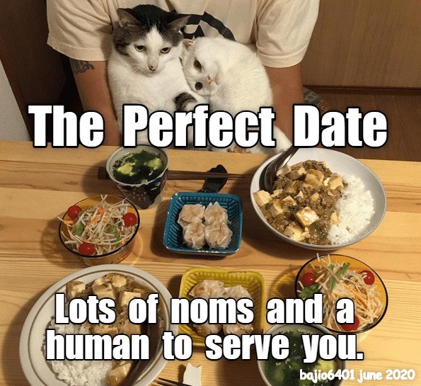 PERFECT DATE NIGHT - Lolcats - lol | cat memes | funny cats | funny cat ...