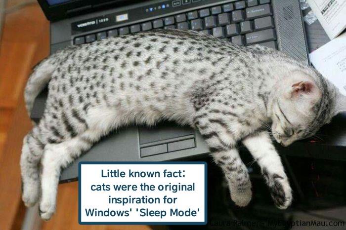 Thank the software engineers' cats - Lolcats - lol | cat memes | funny ...