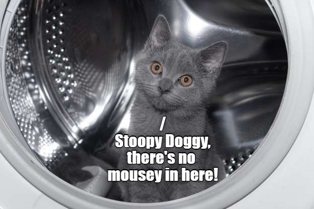 Who you think you're fooling? - Lolcats - lol | cat memes | funny cats ...