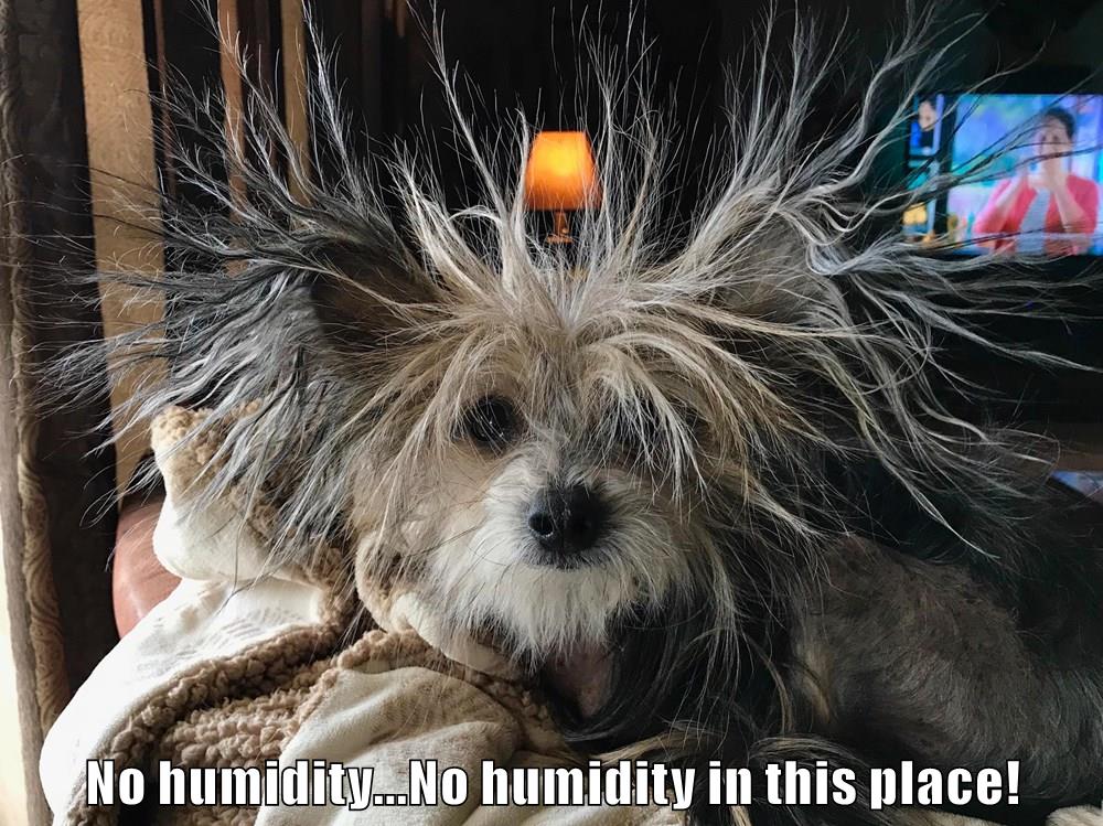 No humidity... - I Has A Hotdog - Dog Pictures - Funny pictures of dogs ...