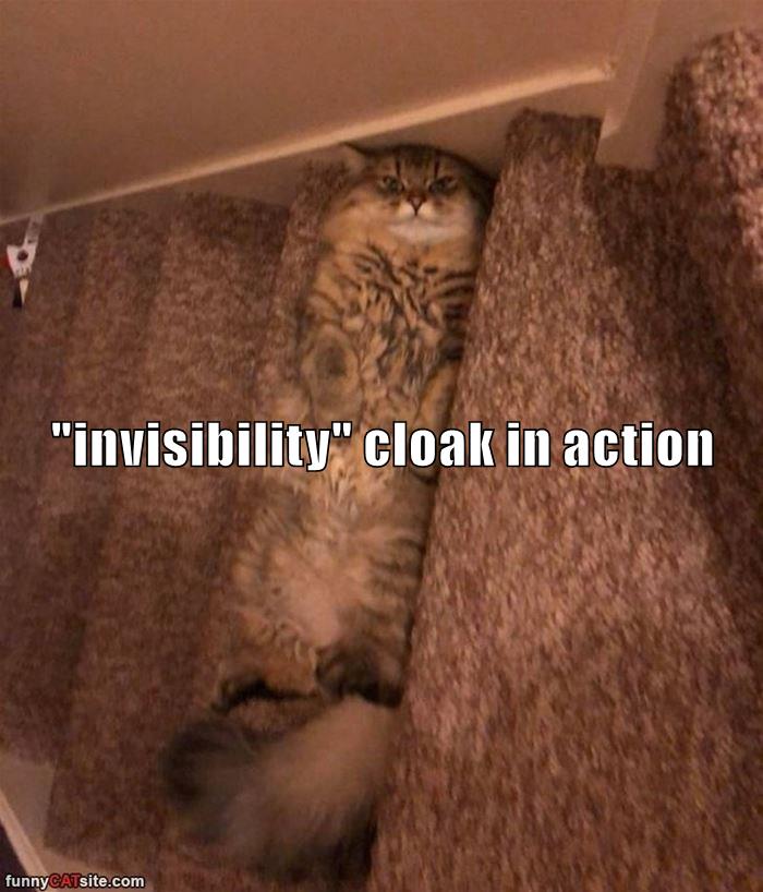 "invisibility" cloak in action - Lolcats - lol | cat memes | funny cats ...