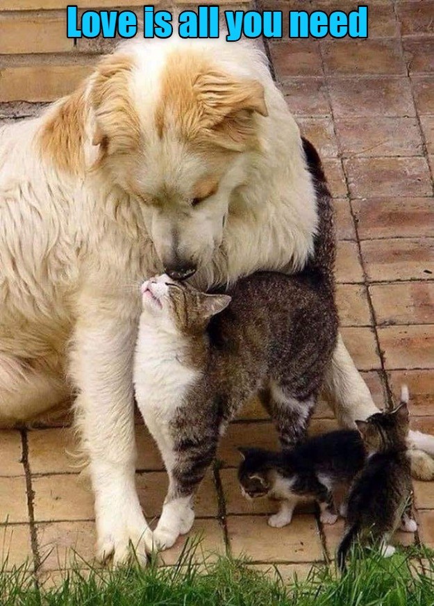 Blended Fambly - Lolcats - lol | cat memes | funny cats | funny cat ...