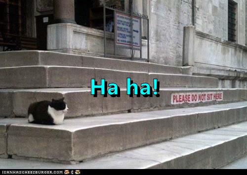 Ha ha! - Lolcats - lol | cat memes | funny cats | funny cat pictures ...