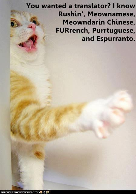 You wanted a translator? - Lolcats - lol | cat memes | funny cats ...
