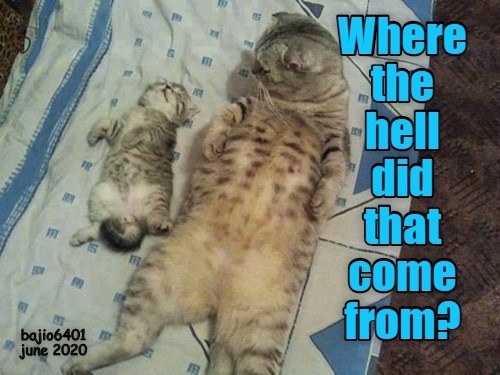MOM DROPPED OFF JUNIOR WHEN DAD WAS ASLEEP - Lolcats - lol | cat memes ...