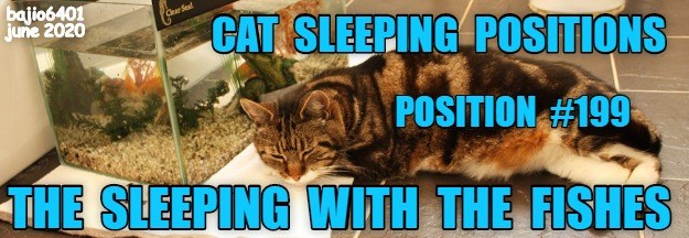 THE ORIGINAL GUIDE TO CAT SLEEPING POSITIONS - Lolcats - lol | cat ...