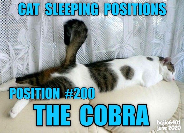 THE ORIGINAL GUIDE TO CAT SLEEPING POSITIONS - Lolcats - lol | cat ...