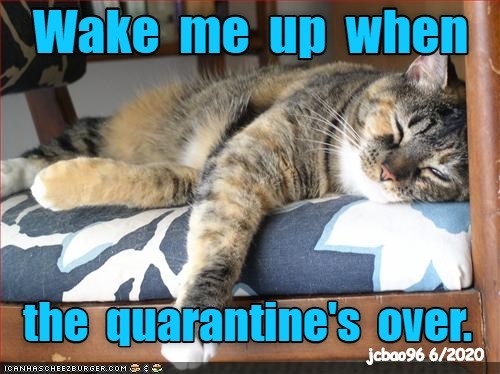 I'LL SLEEP THROUGH IT - Lolcats - lol | cat memes | funny cats | funny ...