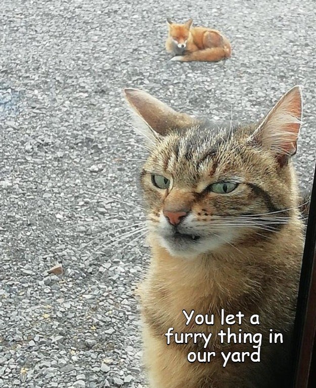 Mittens Is Not Impressed - Lolcats - lol | cat memes | funny cats ...