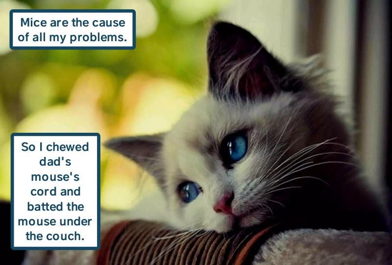 First World cat problems, resolved - Lolcats - lol | cat memes | funny ...