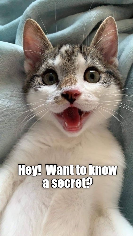 Lolcats - lol | cat memes | funny cats | funny cat pictures with words ...