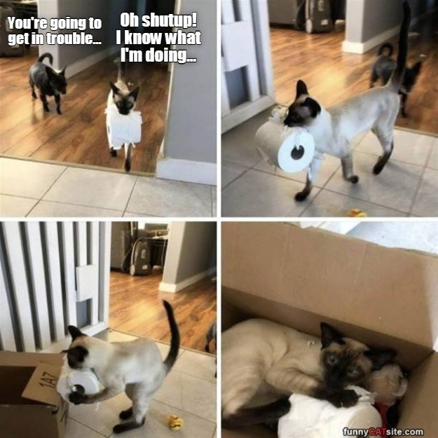 Lolcats - lol | cat memes | funny cats | funny cat pictures with words ...