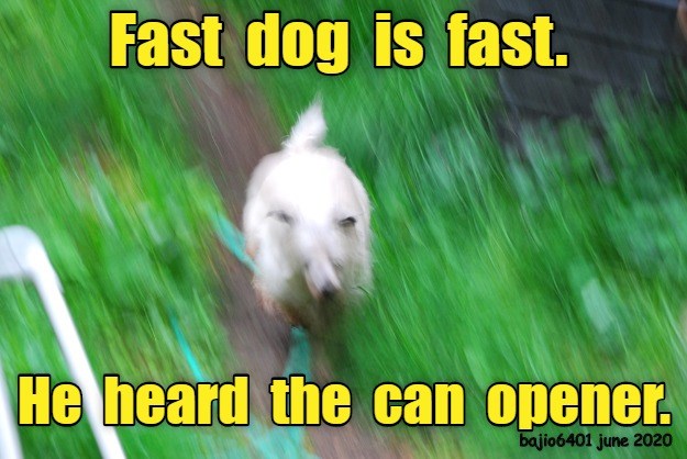 IS NOT ONE TO BE LATE TO DINNER - I Has A Hotdog - Dog Pictures - Funny ...