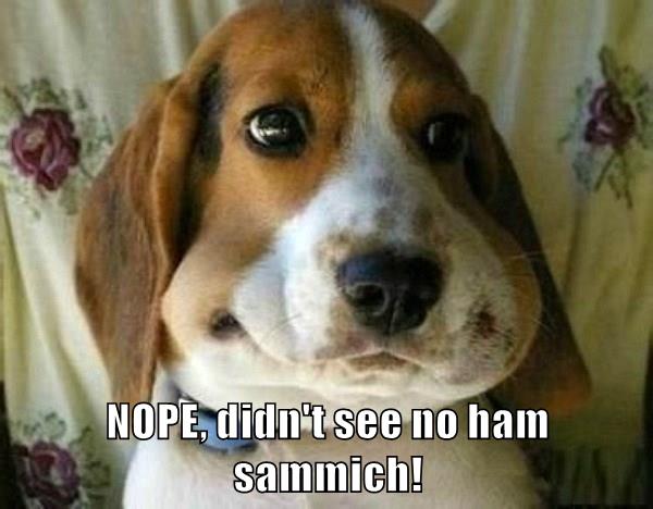 NOPE, didn't see no ham sammich! - I Has A Hotdog - Dog Pictures ...
