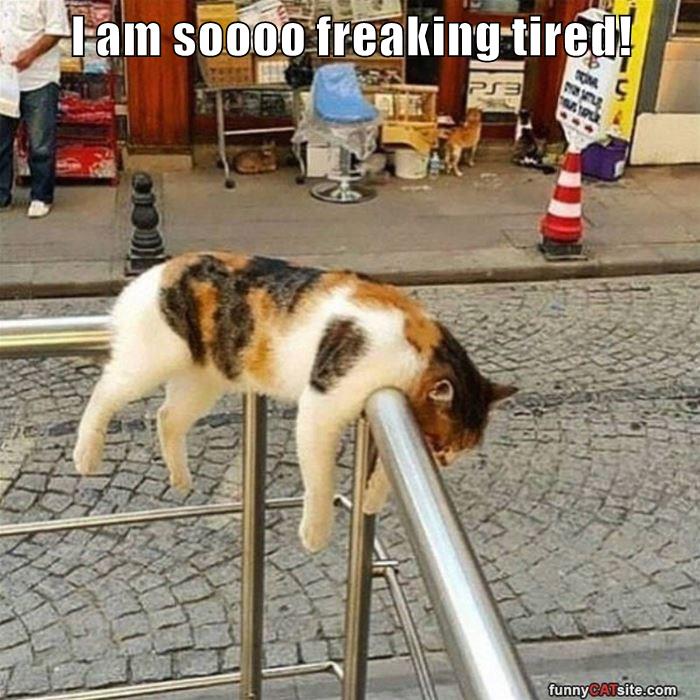 I am soooo freaking tired! - Lolcats - lol | cat memes | funny cats ...