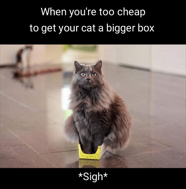 Disappointed Cat Memes