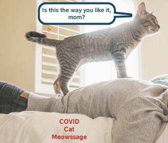 Cat steps up during lockdown - Lolcats - lol | cat memes | funny cats ...