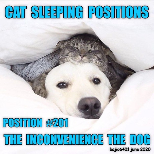 THE ORIGINAL GUIDE TO CAT SLEEPING POSITIONS - Lolcats - lol | cat ...