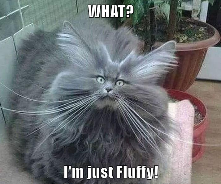 WHAT? - Lolcats - lol | cat memes | funny cats | funny cat pictures ...