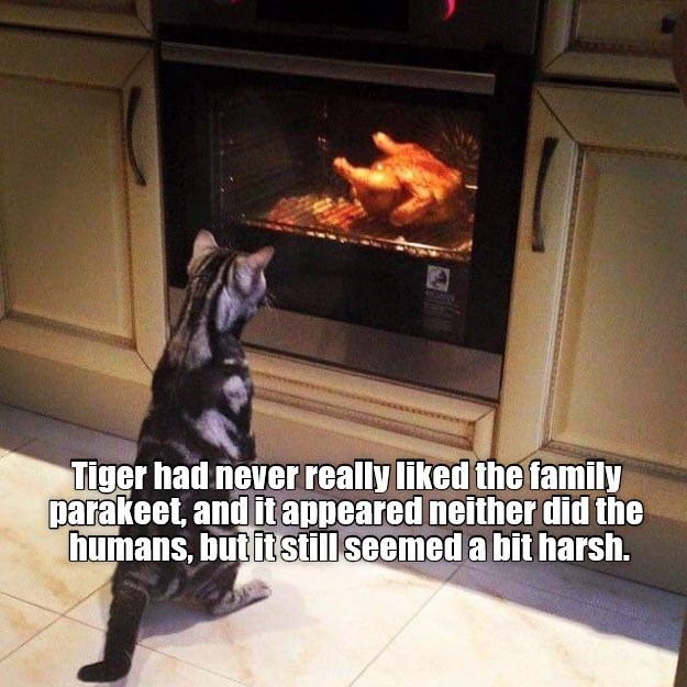 Tiger - Lolcats - lol | cat memes | funny cats | funny cat pictures ...