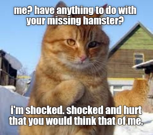 Who? Me? - Lolcats - lol | cat memes | funny cats | funny cat pictures ...