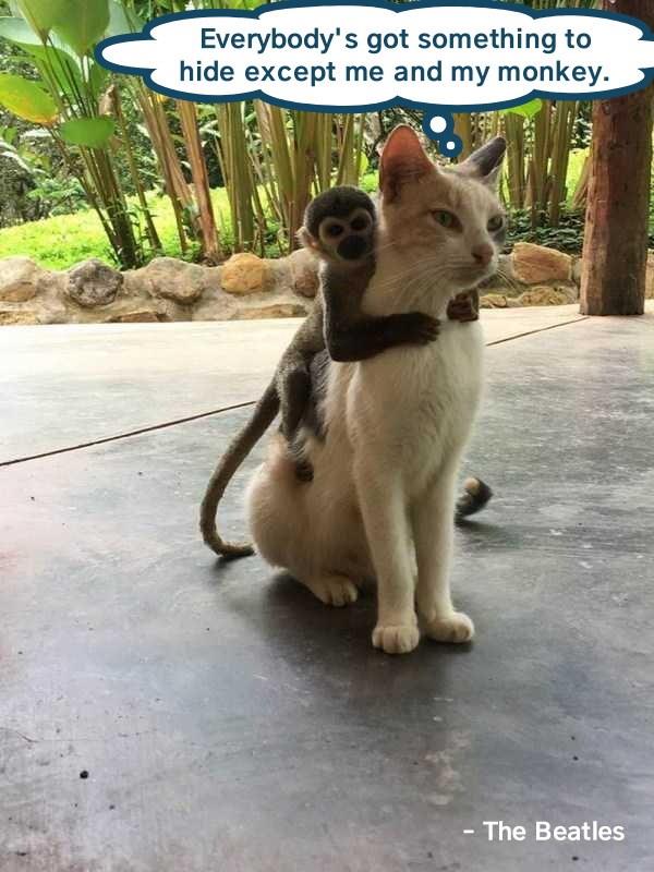 Quoth the Maharishi, sort of - Lolcats - lol | cat memes | funny cats ...