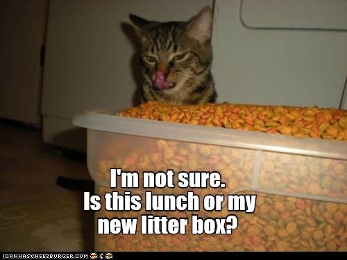 I'm not sure. - Lolcats - lol | cat memes | funny cats | funny cat ...