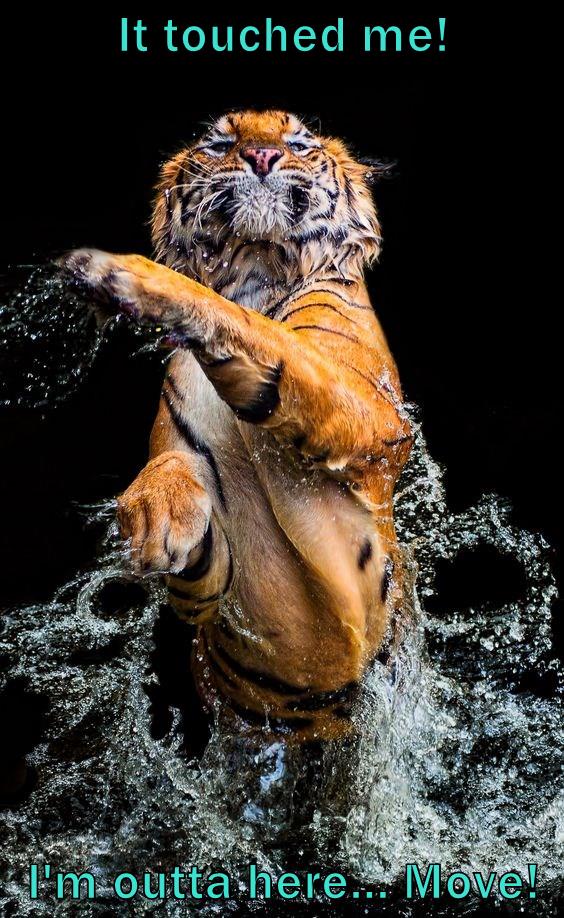 It touched me! I'm outta here... Move! - Animal Comedy - Animal Comedy ...