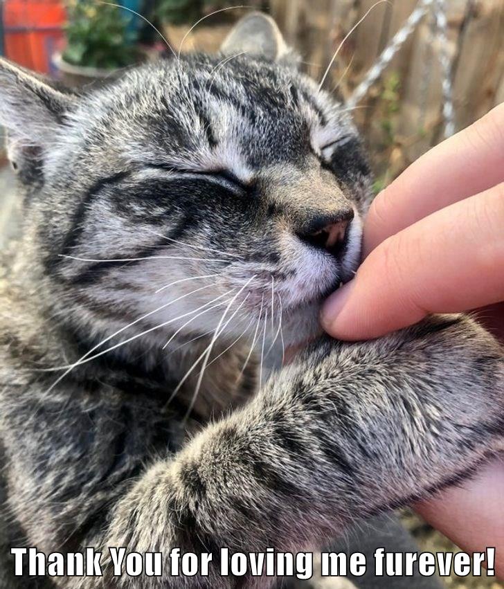 Thank You for loving me furever! - Lolcats - lol | cat memes | funny ...