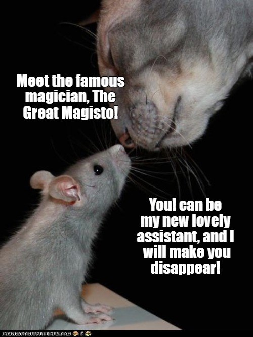 Meet the famous magician, The Great Magisto! - Lolcats - lol | cat ...