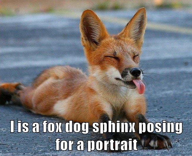 I is a fox dog sphinx posing for a portrait - Animal Comedy - Animal ...