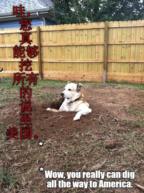 Sup, Dawg? - I Has A Hotdog - Dog Pictures - Funny pictures of dogs ...