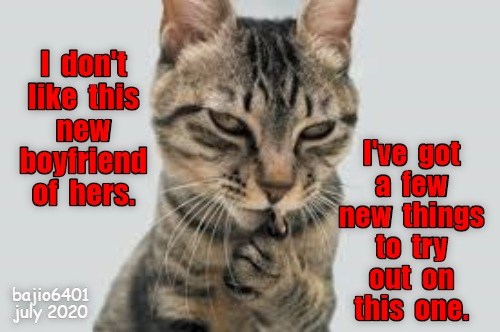 THIS AIN'T MY FIRST RODEO - Lolcats - lol | cat memes | funny cats ...