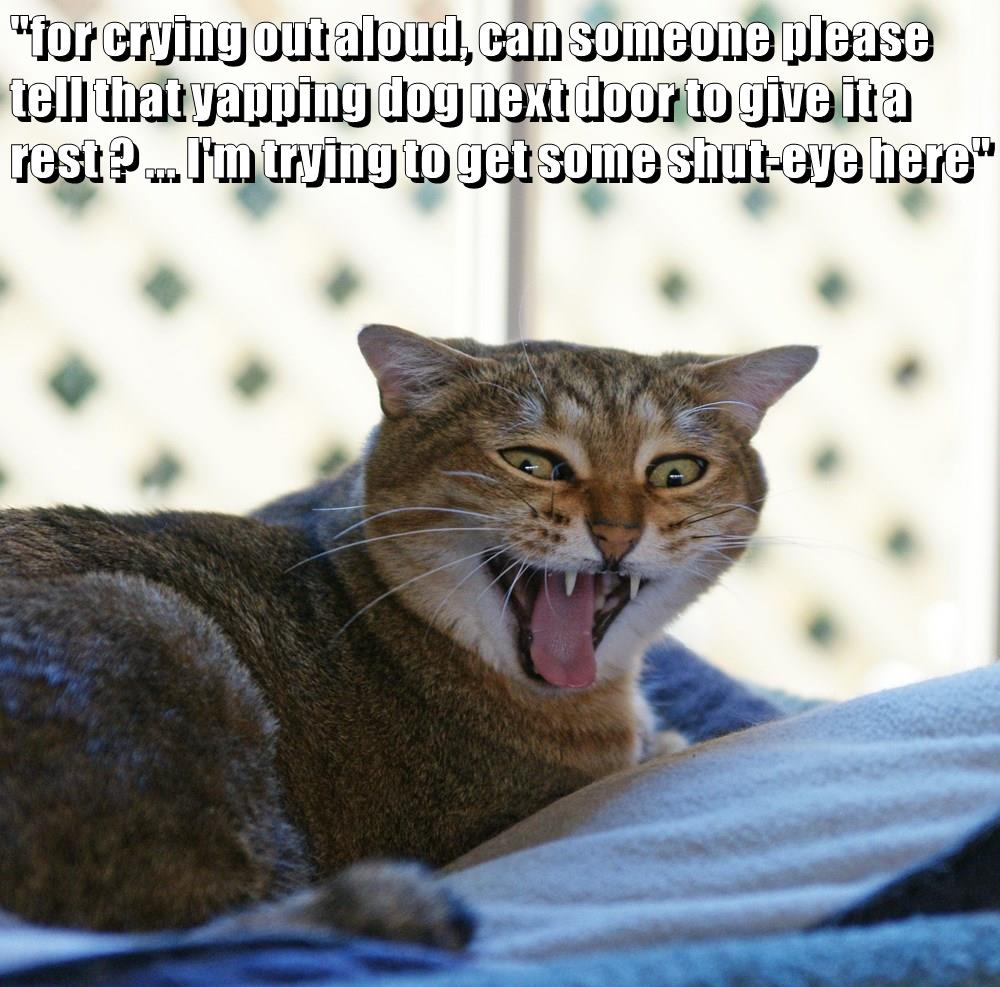 For crying out aloud - Lolcats - lol | cat memes | funny cats | funny ...