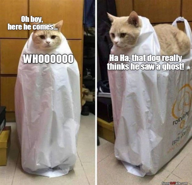 Lolcats - lol | cat memes | funny cats | funny cat pictures with words ...