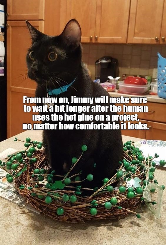 Hot hot hot! - Lolcats - lol | cat memes | funny cats | funny cat ...