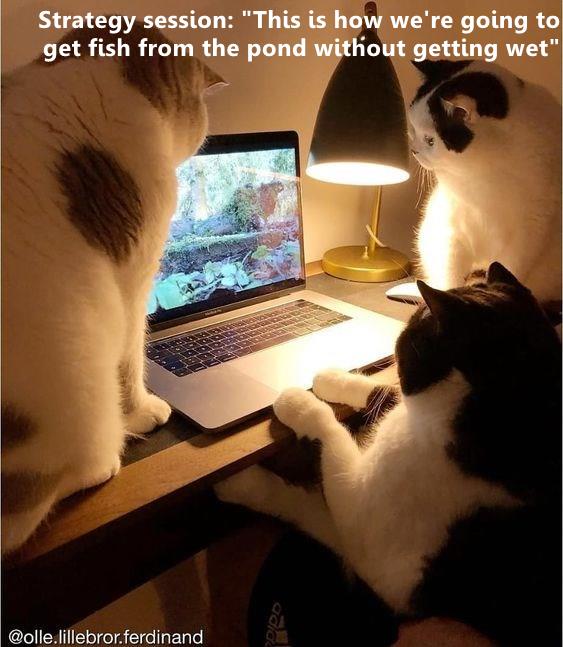 Strategy session - Lolcats - lol | cat memes | funny cats | funny cat ...