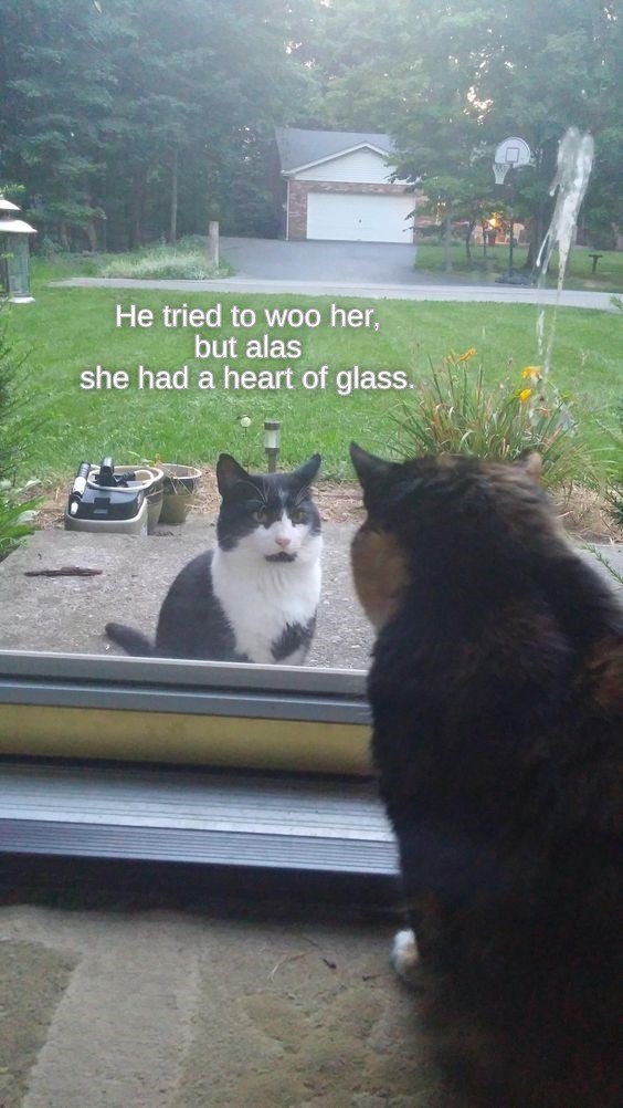 Shattered - Lolcats - lol | cat memes | funny cats | funny cat pictures ...