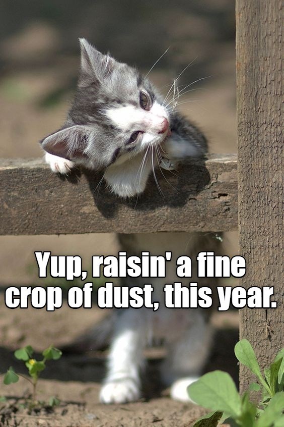 I mostly raise hell... - Lolcats - lol | cat memes | funny cats | funny ...