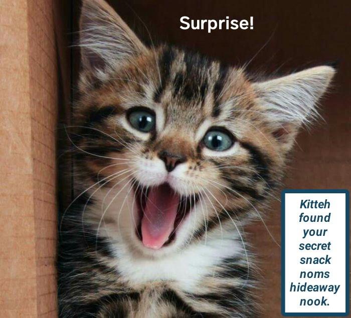 Surprise indeed - Lolcats - lol | cat memes | funny cats | funny cat pictures with words on them ...