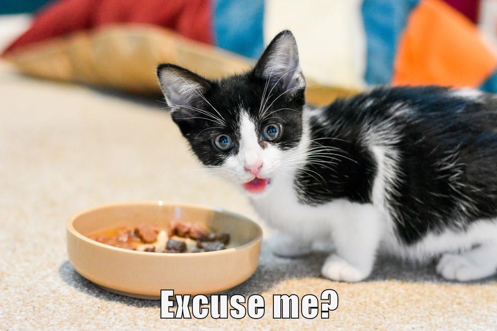 Excuse me? - Lolcats - lol | cat memes | funny cats | funny cat ...