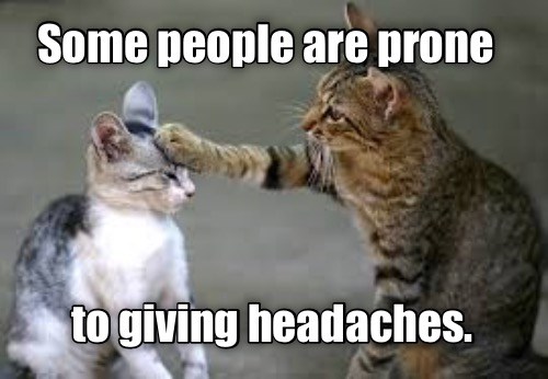 Ok...Thank you very much... - Lolcats - lol | cat memes | funny cats ...