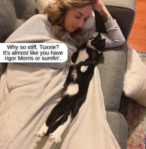 Assuming the cat-stick position - Lolcats - lol | cat memes | funny ...