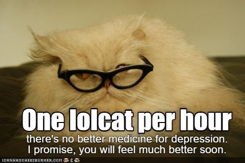 One lolcat per hour - Lolcats - lol | cat memes | funny cats | funny ...