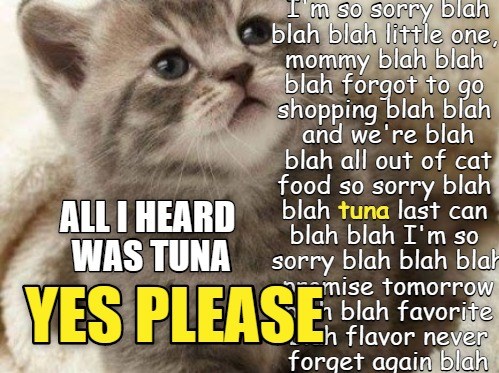 ALL I HEARD WAS TUNA - Lolcats - lol | cat memes | funny cats | funny ...