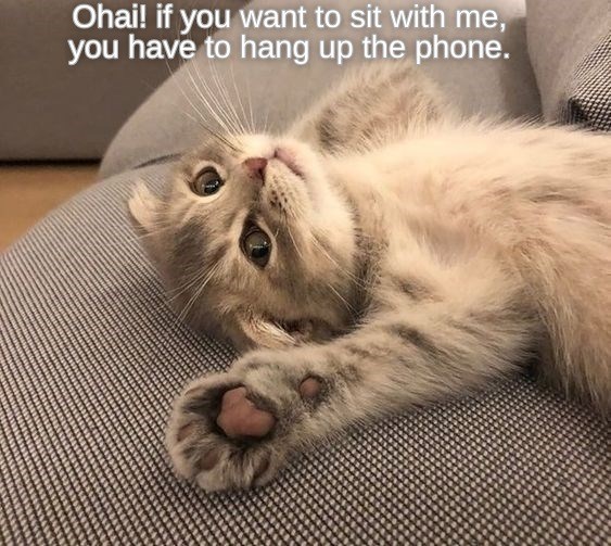 Quiet required - Lolcats - lol | cat memes | funny cats | funny cat ...