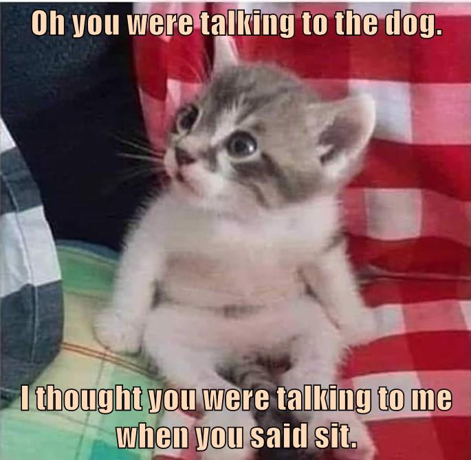 So, I should just ignore you anyways - Lolcats - lol | cat memes ...
