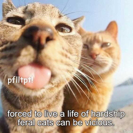 A life of hardship feral cats - Lolcats - lol | cat memes | funny cats ...