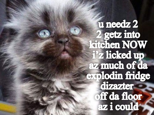 Working From Home: Emergency Distraction 1100 - Lolcats - lol | cat ...